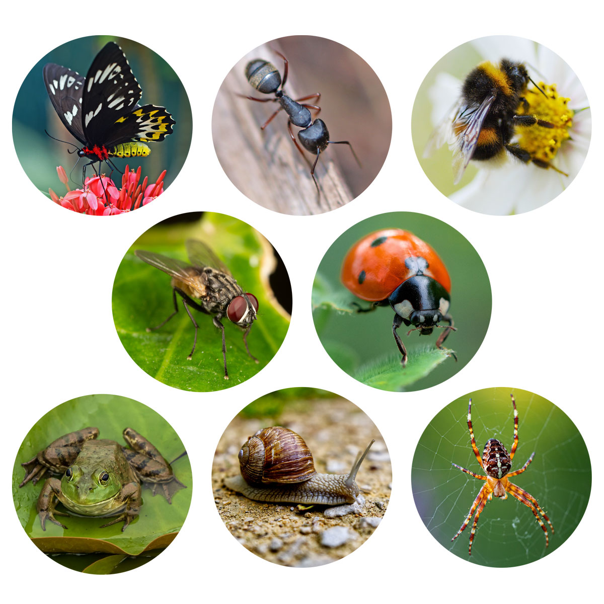 Minibeast Treasure Hunt - The Freckled Frog, Carson Dellosa, Popular ...